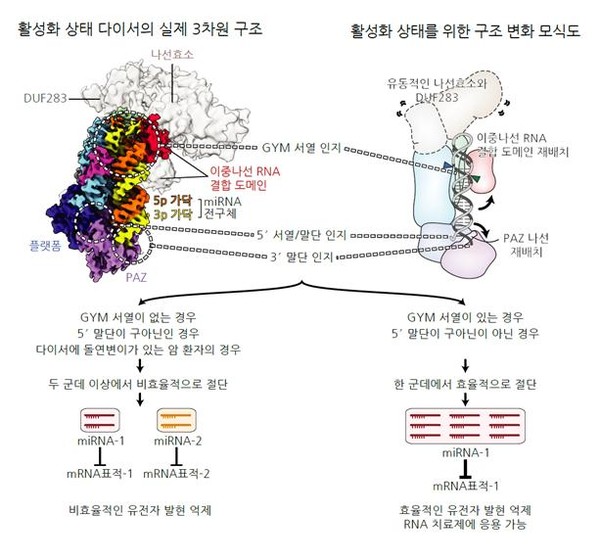 IBS "RNA 유전자 치료제 개발 가능성 열었다"