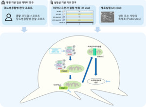 연구재단, 당뇨병콩팥병 원인 밝혀